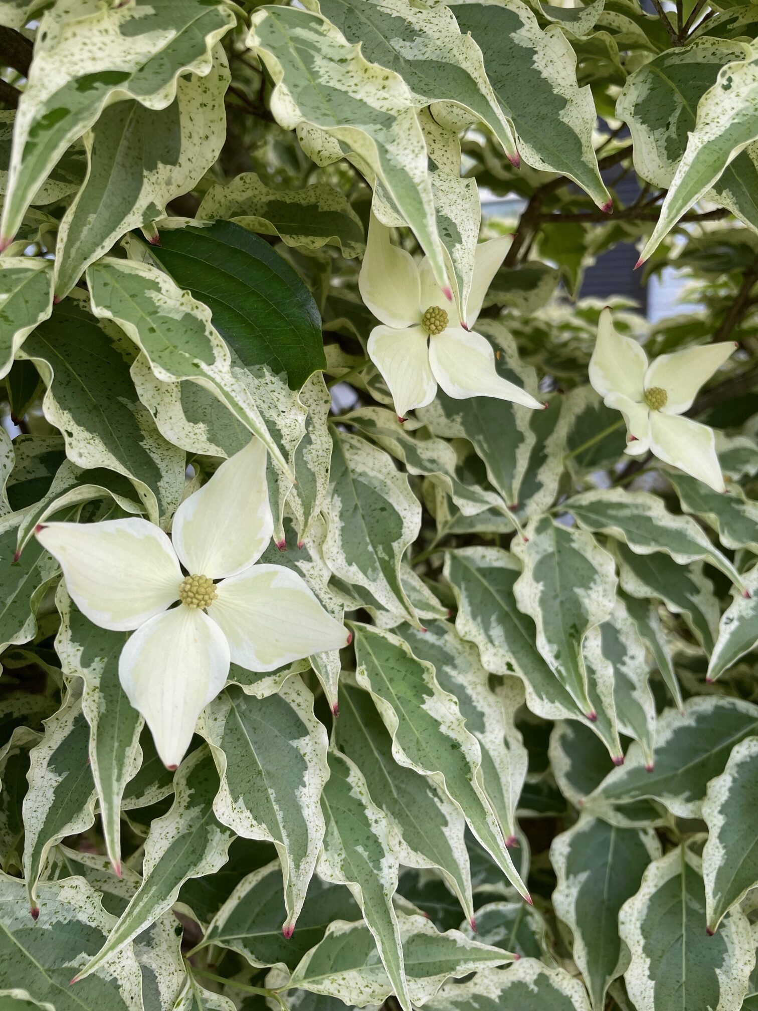 Garden Center in Nicholasville, Lexington KY | King's Gardens
